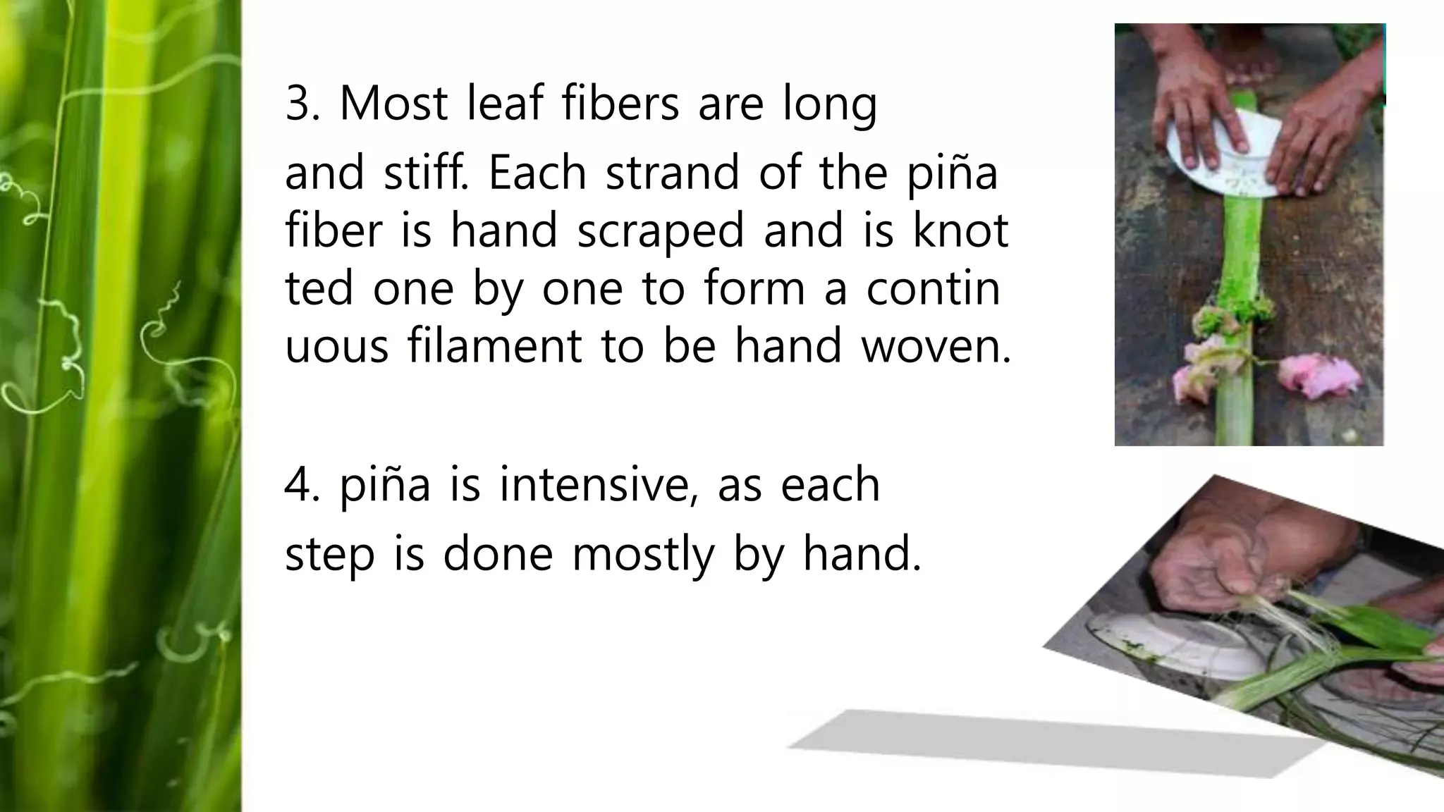PINA FIBER | PPTX