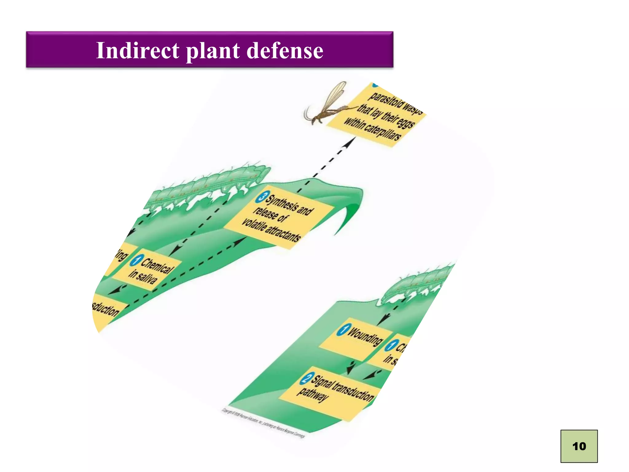 Tritrophic Interactions Mediated By Herbivore Induced Plant Volatiles ...
