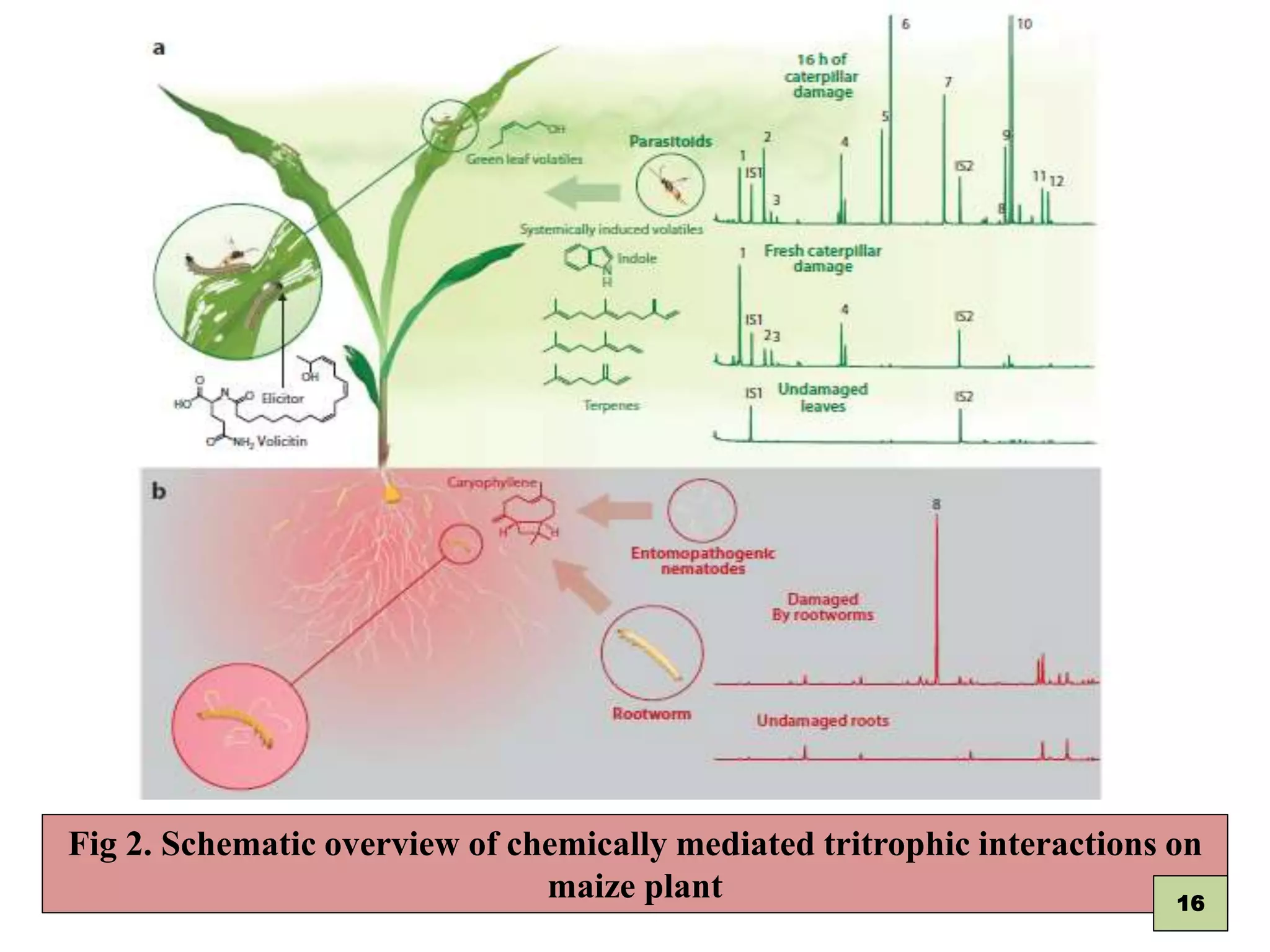 Tritrophic Interactions Mediated By Herbivore Induced Plant Volatiles