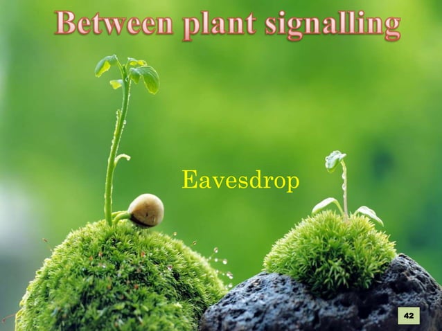 Tritrophic Interactions Mediated By Herbivore Induced Plant Volatiles ...