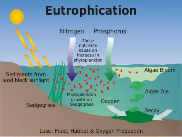 IMPLICATIONS OF FERTILIZER USE vVIS-À-VIS ENVIRONMENTALvPOLLUTION
