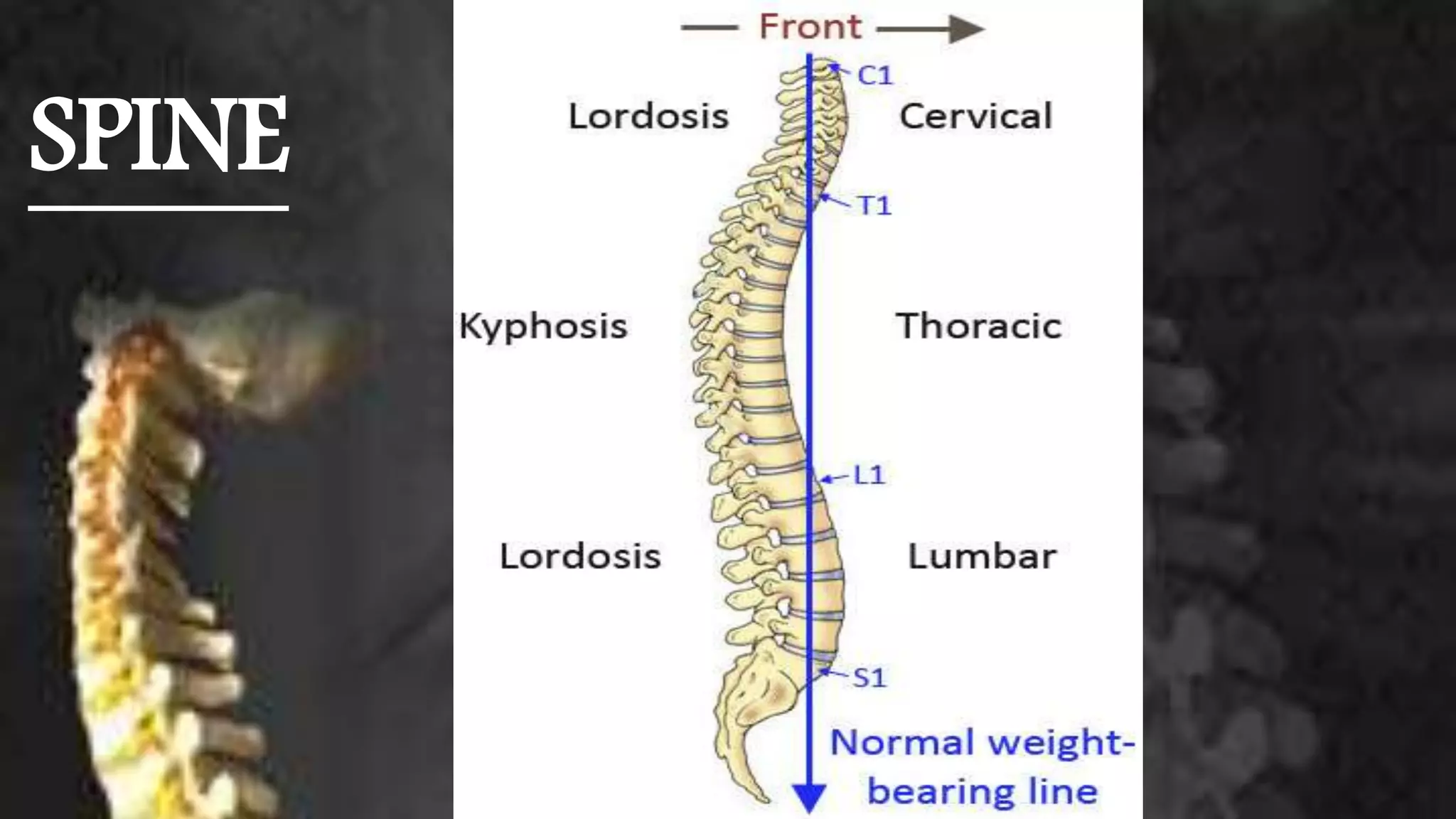 Effects Of Aging on Spine | PPTX