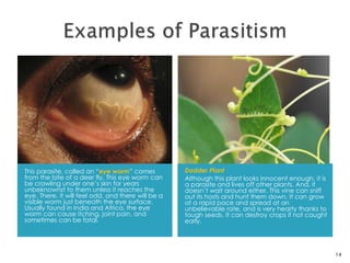 Species Interaction | PPTX