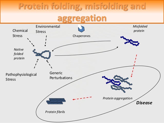 Therapeutic approaches to Protein Misfolding Diseases