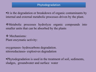 Phytoremediation | PPTX
