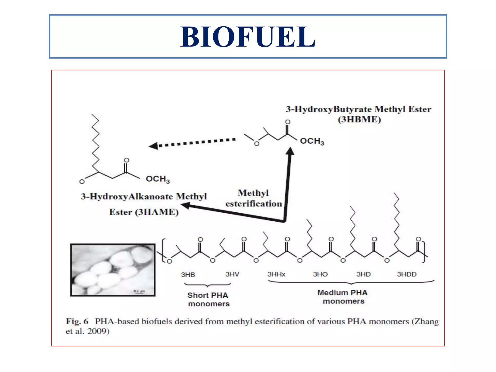 PHB production by bacteria and its applications | PPTX