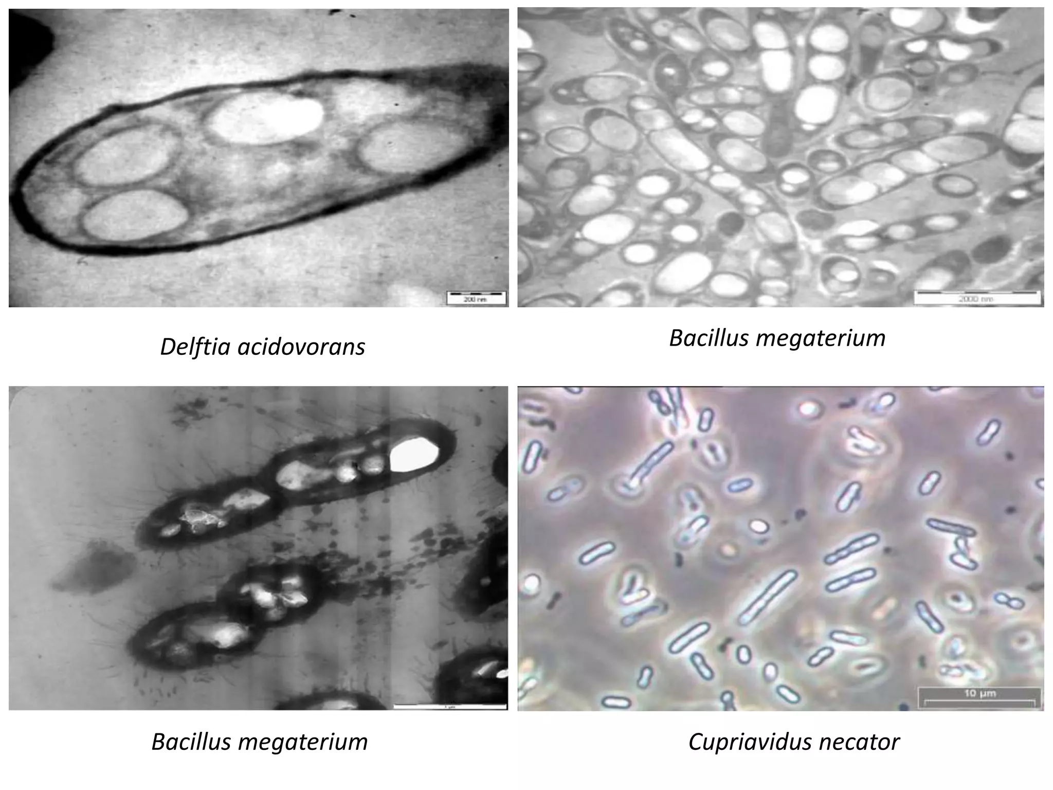PHB production by bacteria and its applications | PPTX