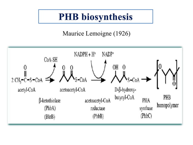 PHB production by bacteria and its applications | PPTX