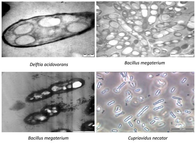 PHB production by bacteria and its applications | PPTX