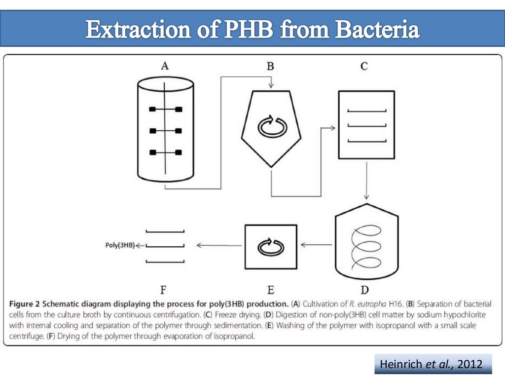 PHB production by bacteria and its applications