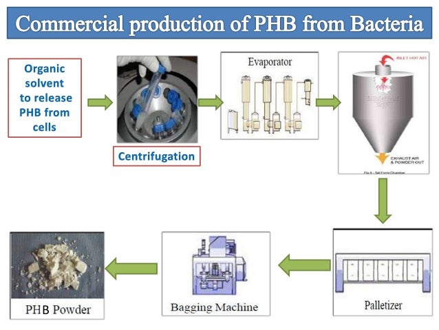PHB production by bacteria and its applications