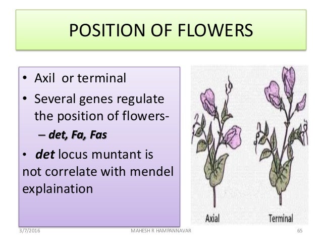 MENDEL; 150 years on