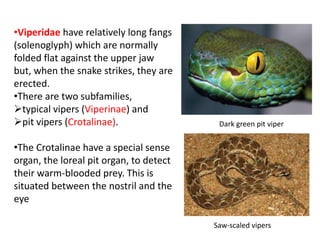 VIPER SNAKE BITE SEMINAR AND ANTIVENOM TREATMENT | PPTX