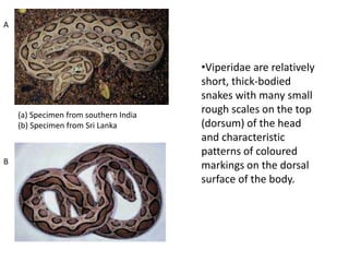 VIPER SNAKE BITE SEMINAR AND ANTIVENOM TREATMENT | PPTX