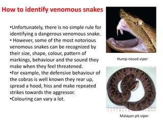 VIPER SNAKE BITE SEMINAR AND ANTIVENOM TREATMENT | PPTX