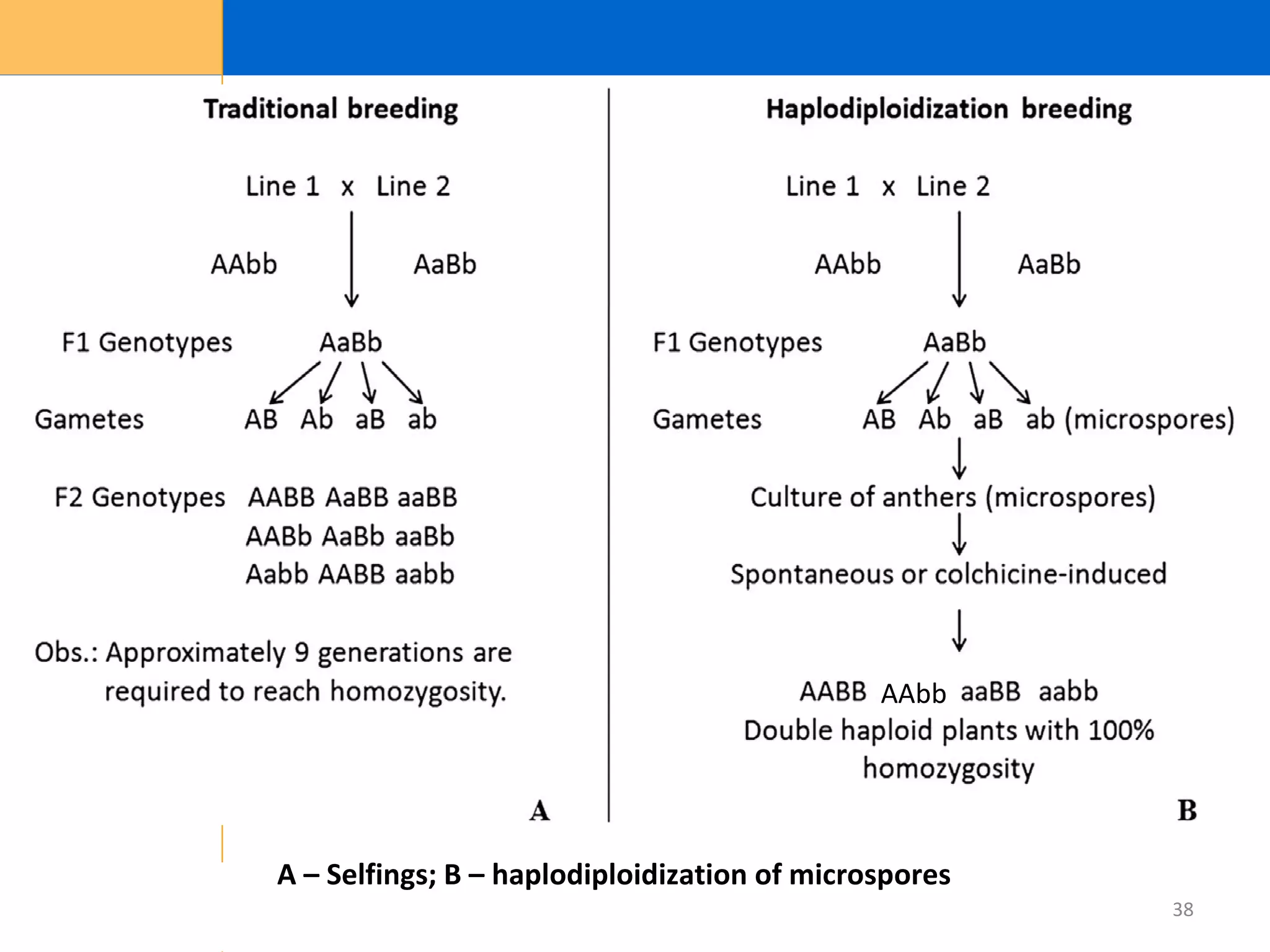 Tissue culture Applications For Genetic Improvement of Crop plants | PPT