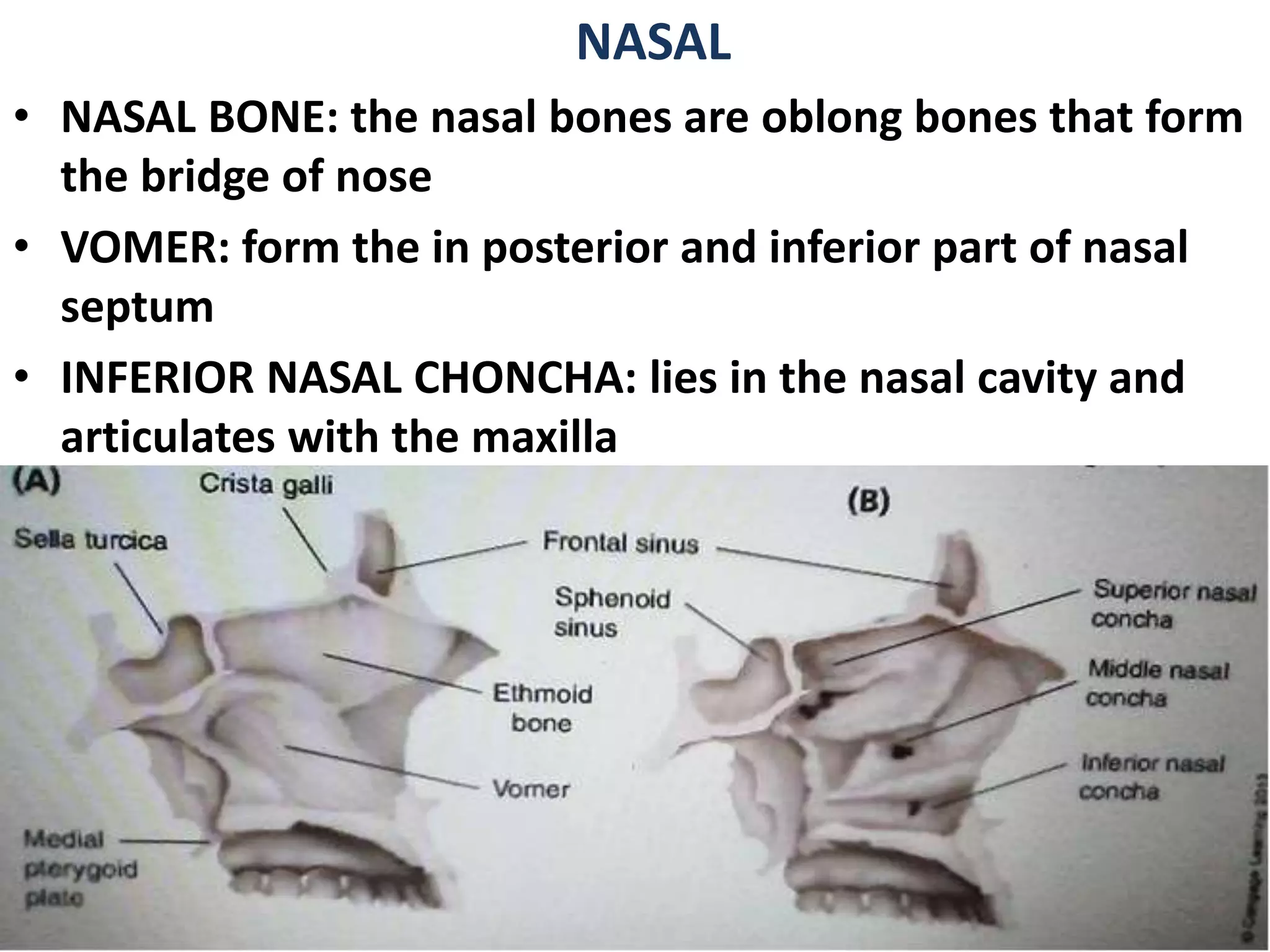 PRENATAL AND POST NATAL GROWTH AND DEVELOPMENT OF NASOMAXILLARY COMPLEX ...