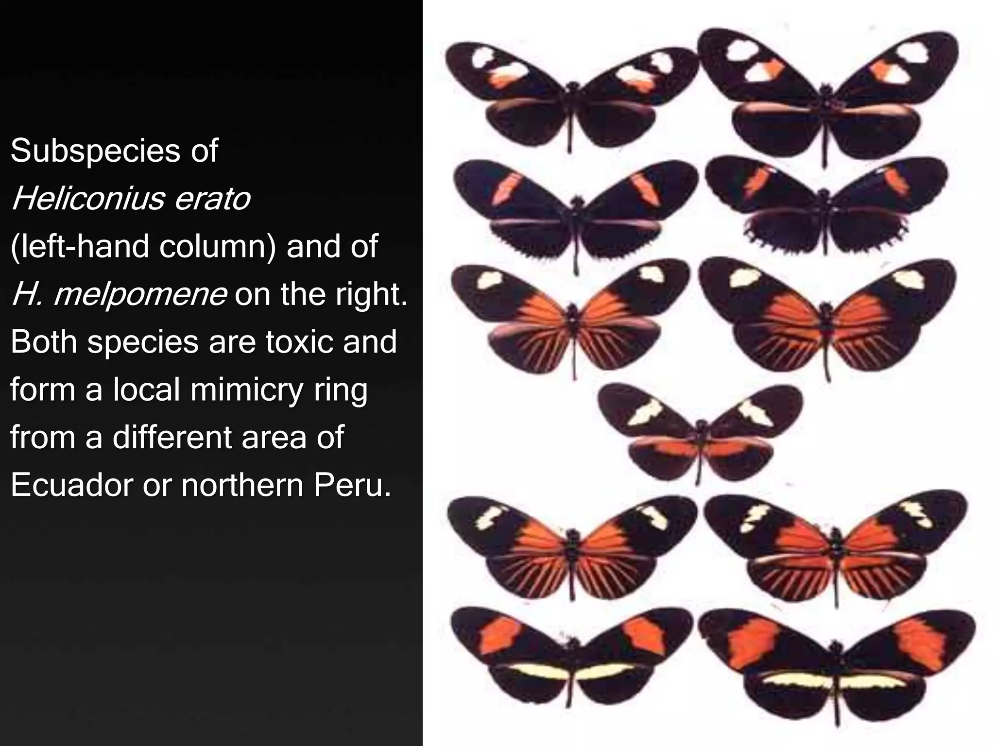 mimicry | PPTX