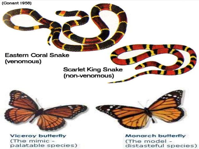 mimicry | PPT