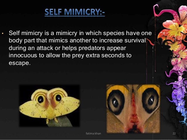 mimicry