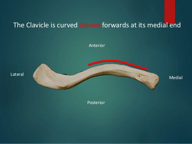 Thoracic cavity Relationship