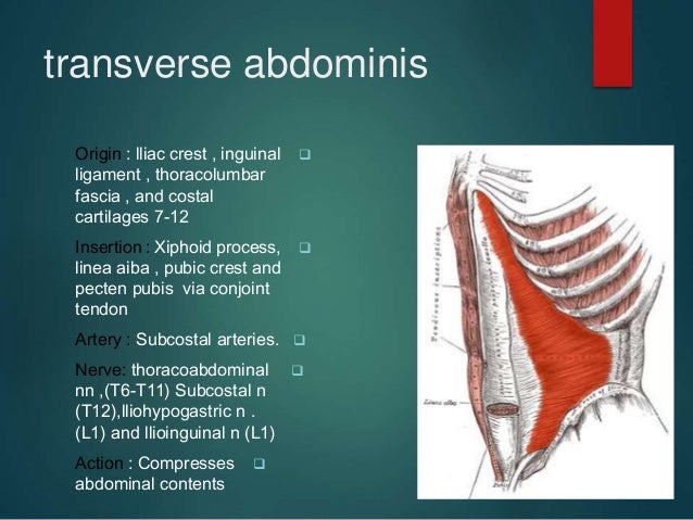 Thoracic cavity Relationship