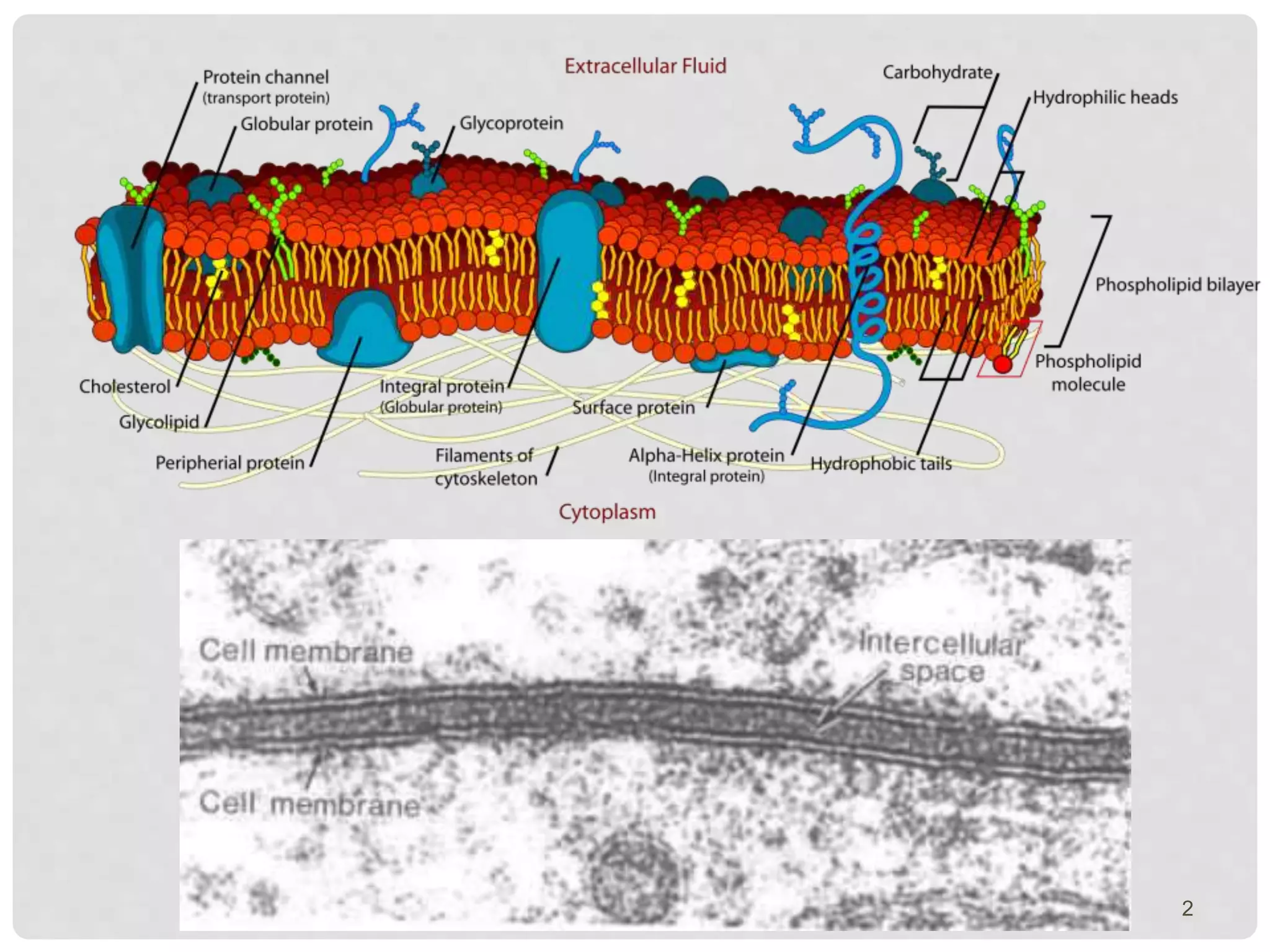 Cell Menbrane | PPTX