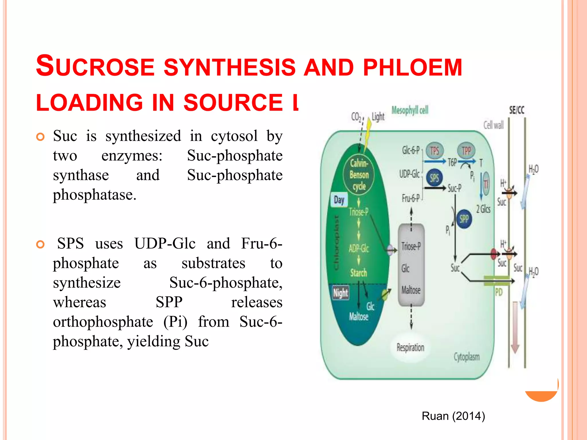 sugar sensing and signaling in plants | PPTX
