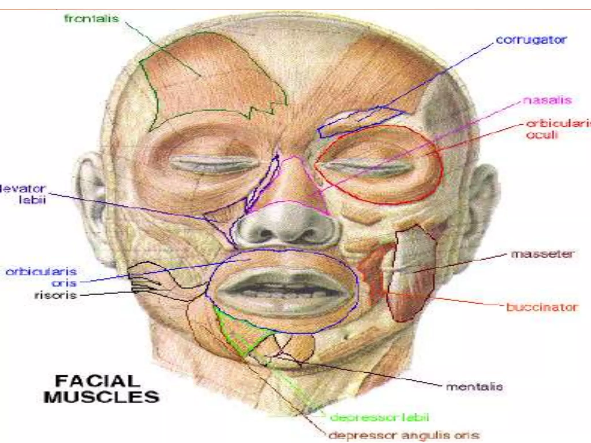 Radiographic anatomy of the face | PPTX