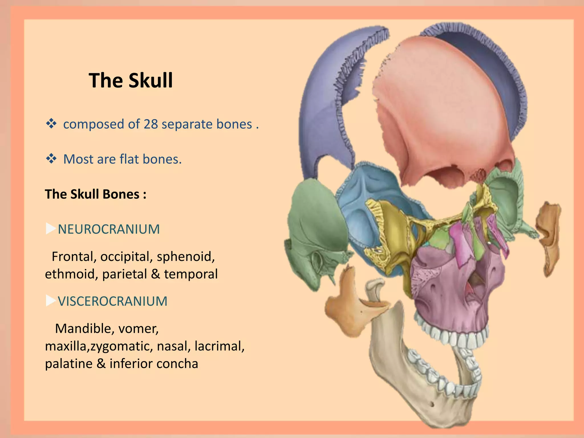 Radiographic anatomy of the face | PPTX