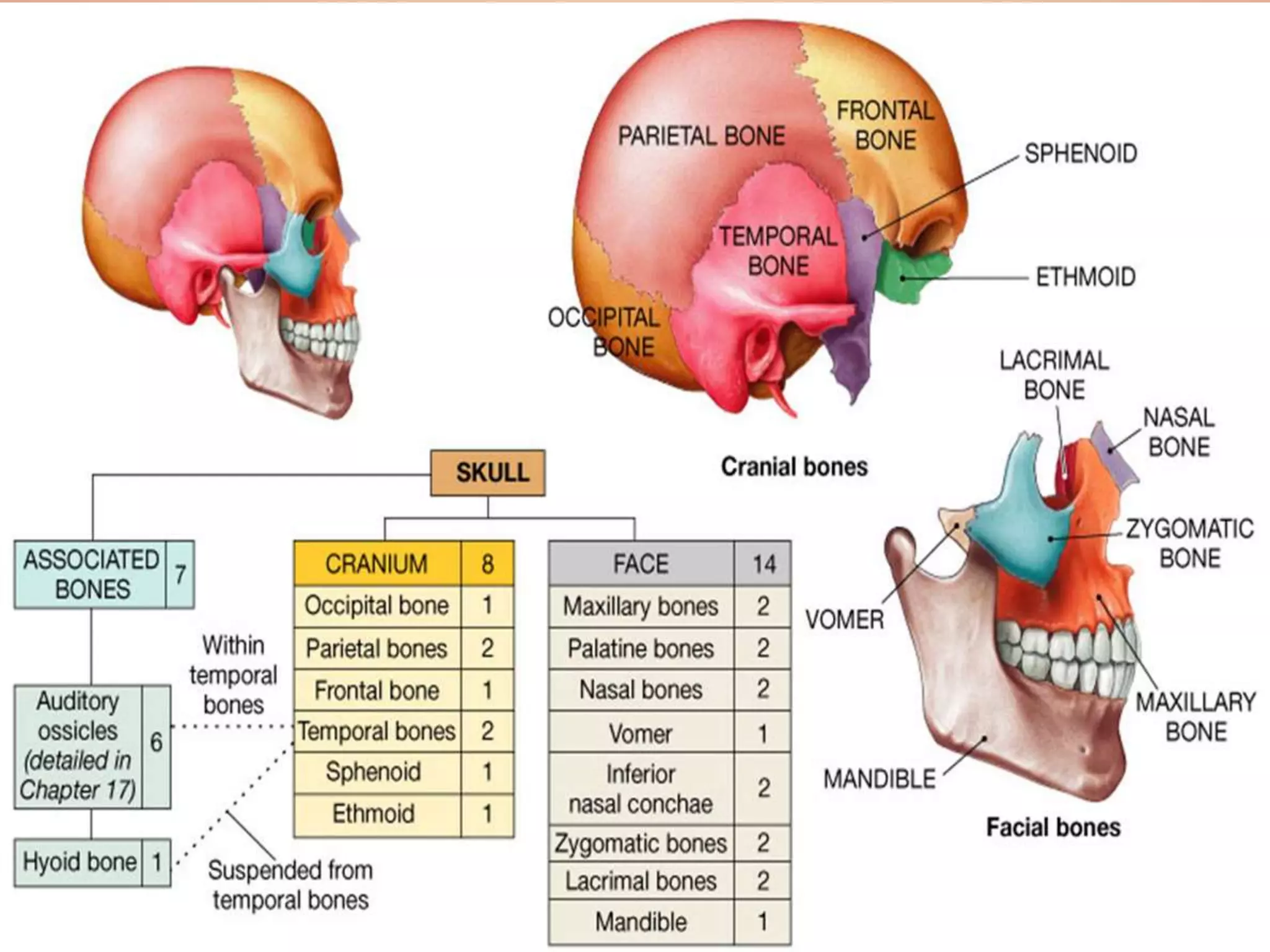 Radiographic anatomy of the face | PPTX