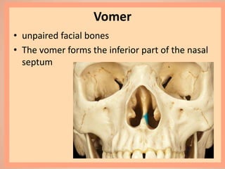 Radiographic anatomy of the face | PPTX