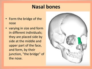 Radiographic anatomy of the face | PPTX