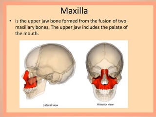 Radiographic anatomy of the face | PPTX