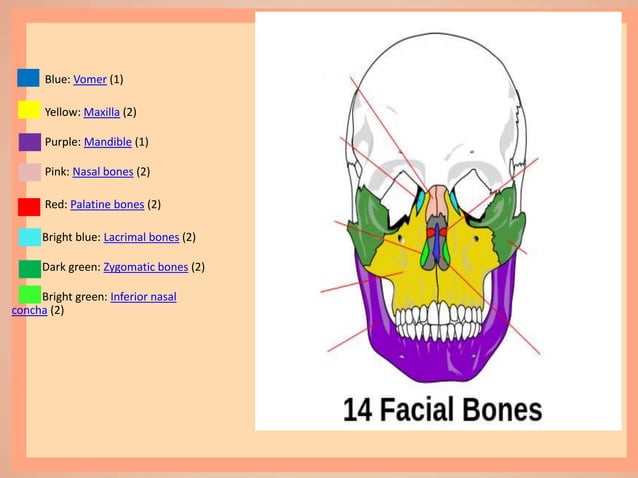 Radiographic anatomy of the face | PPTX