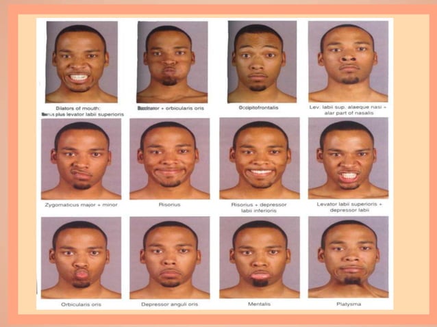 Radiographic anatomy of the face | PPTX