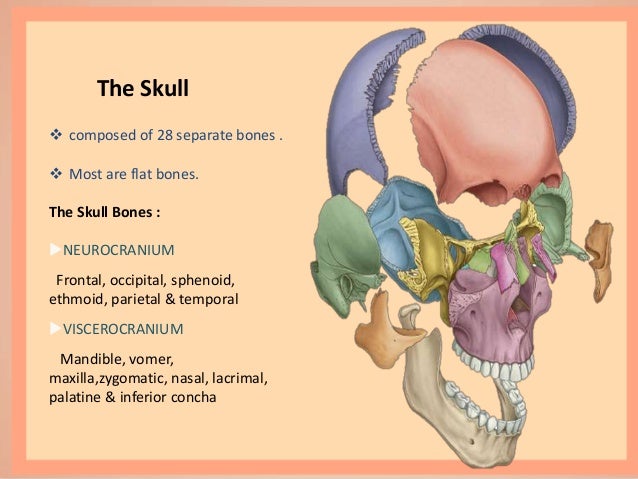 Radiographic anatomy of the face