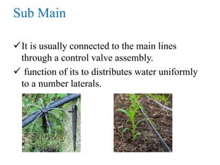 drip irrigation | PPTX