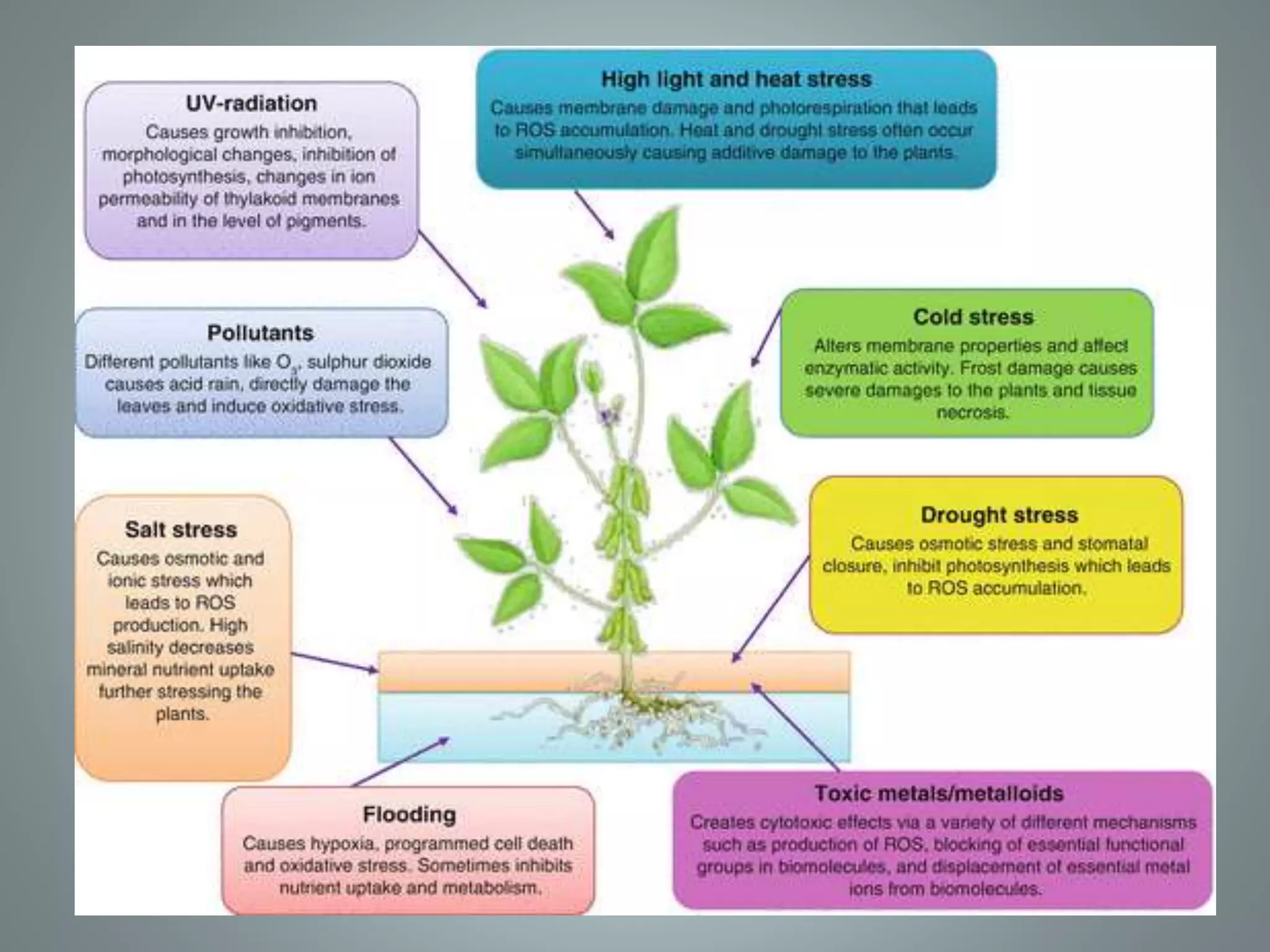 Biotic and Abitic stress response | PPTX