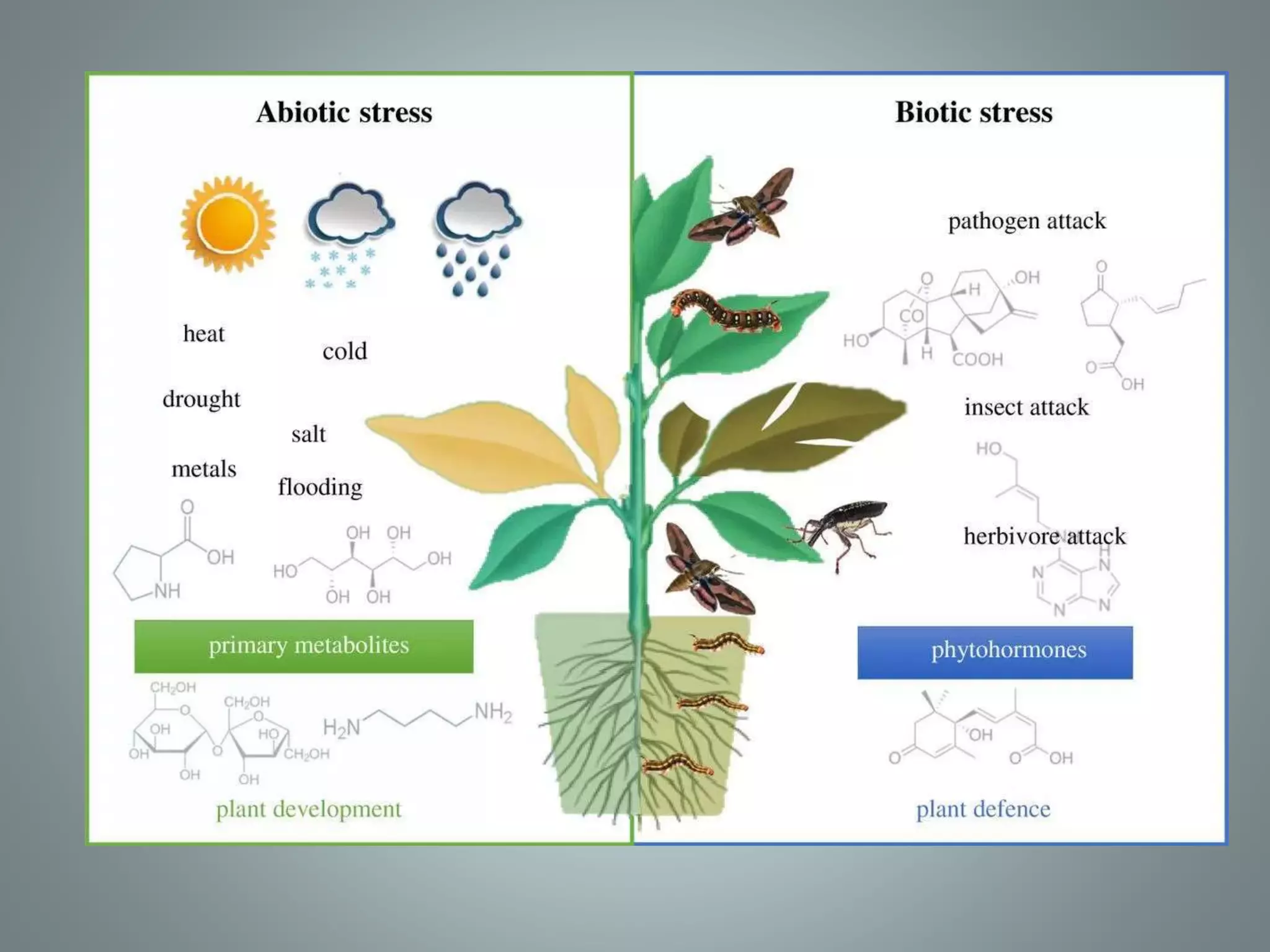 Biotic and Abitic stress response | PPTX