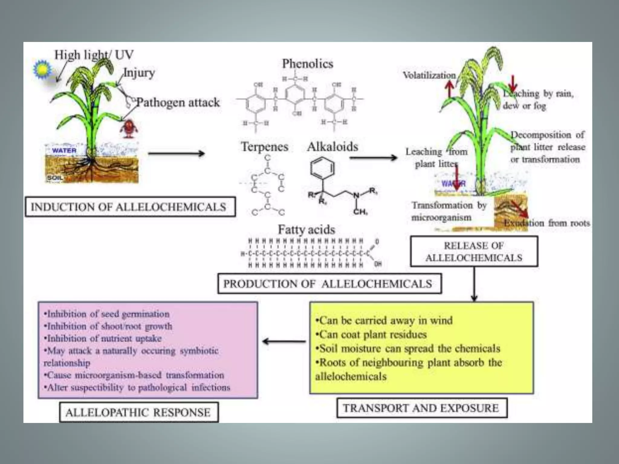 Biotic and Abitic stress response | PPTX