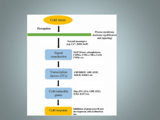 Biotic and Abitic stress response | PPTX