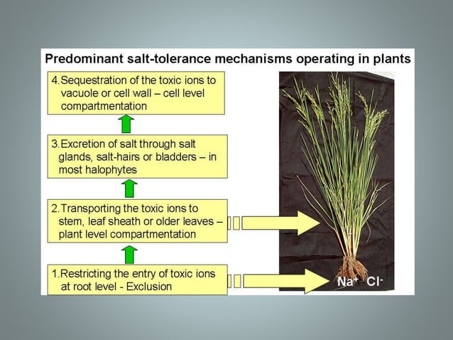 Biotic and Abitic stress response | PPTX | Gardening | Home & Garden