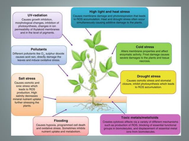 Biotic and Abitic stress response | PPTX | Gardening | Home & Garden