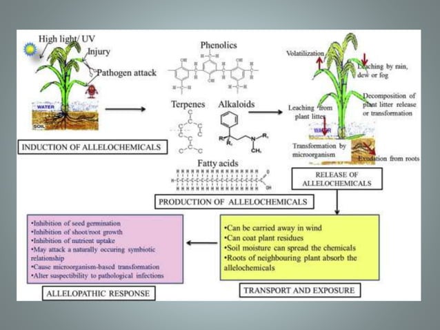 Biotic and Abitic stress response | PPTX | Gardening | Home & Garden
