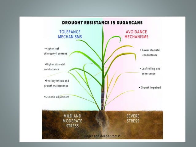 Biotic and Abitic stress response | PPTX | Gardening | Home & Garden
