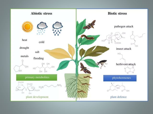 Biotic and Abitic stress response
