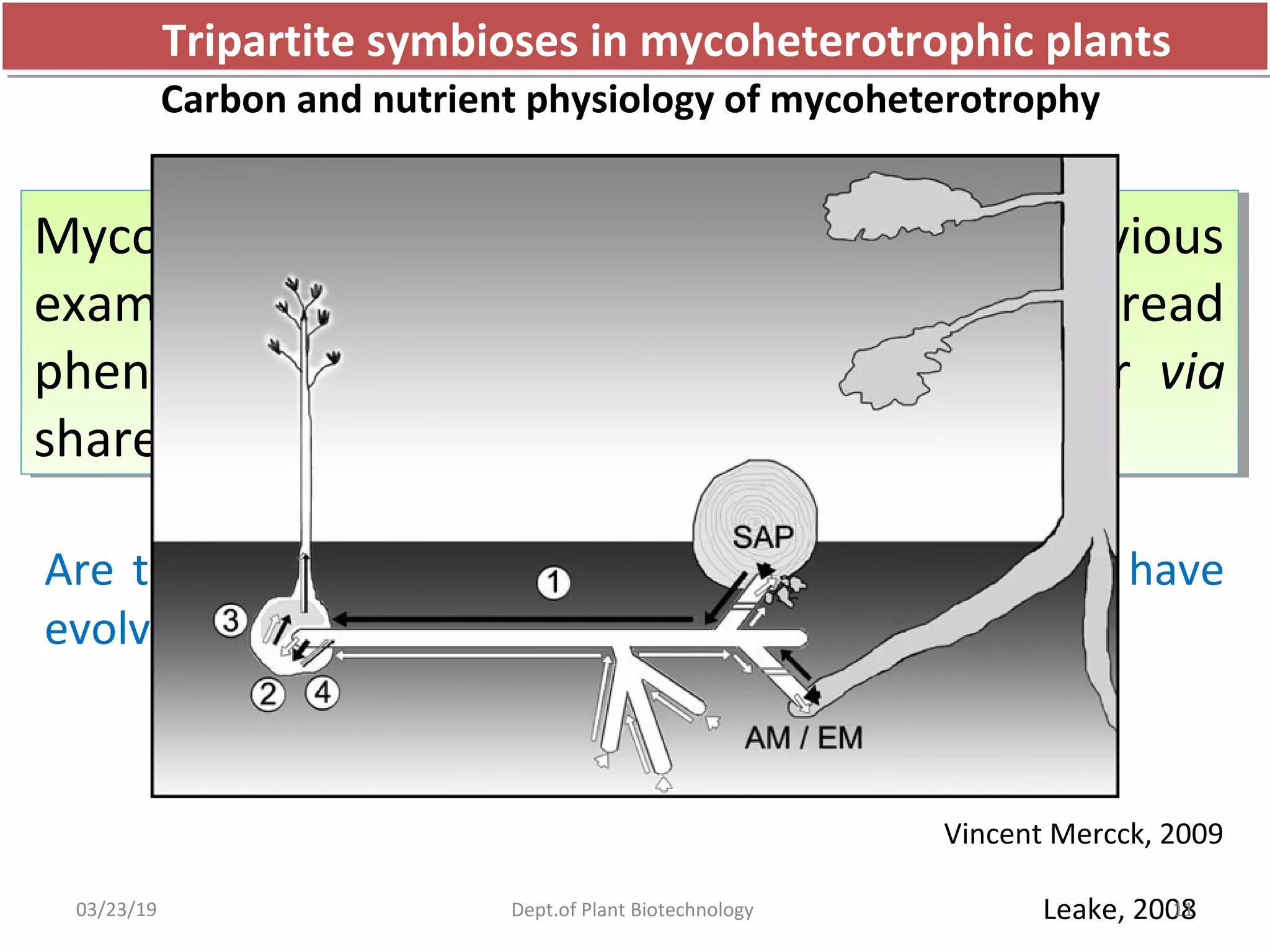 mixotrophs | PPT