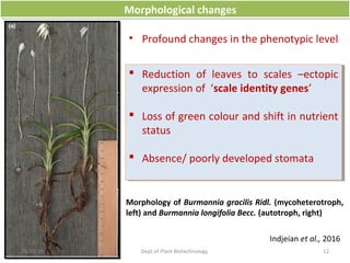 mixotrophs | PPT