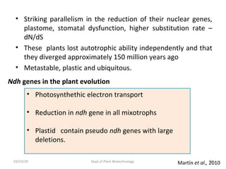 mixotrophs | PPT